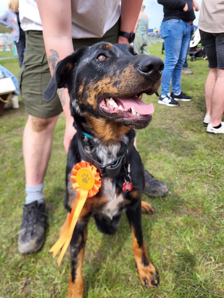 All About Dogs Show - Knebworth House